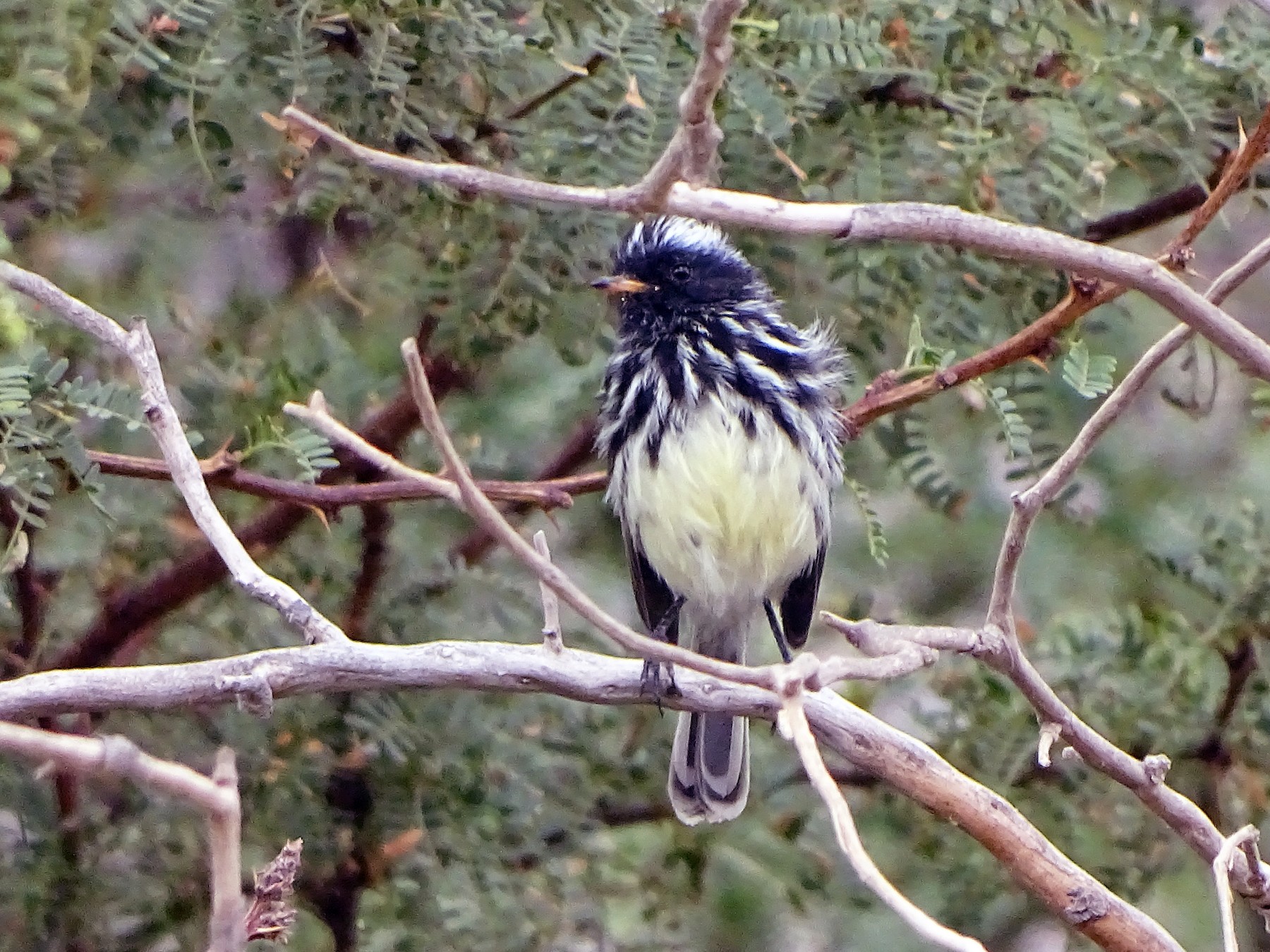 Pied-crested tit-tyrant - eBird