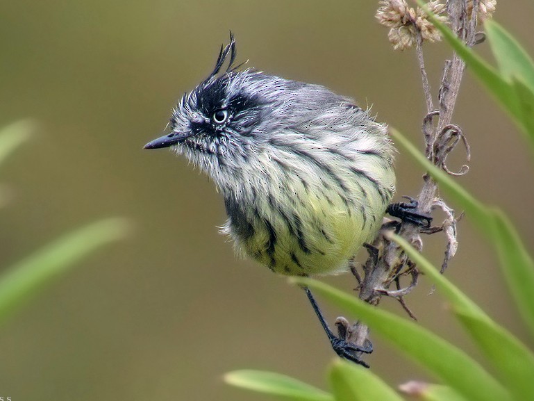 Tufted Tit-Tyrant - eBird