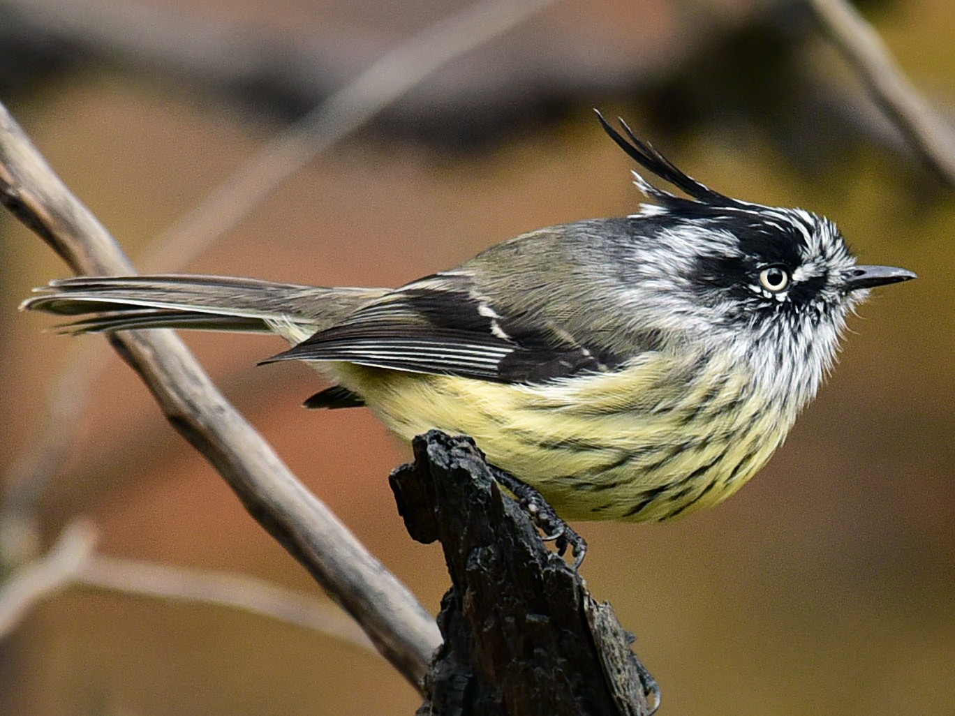 Tufted Tit-Tyrant - eBird