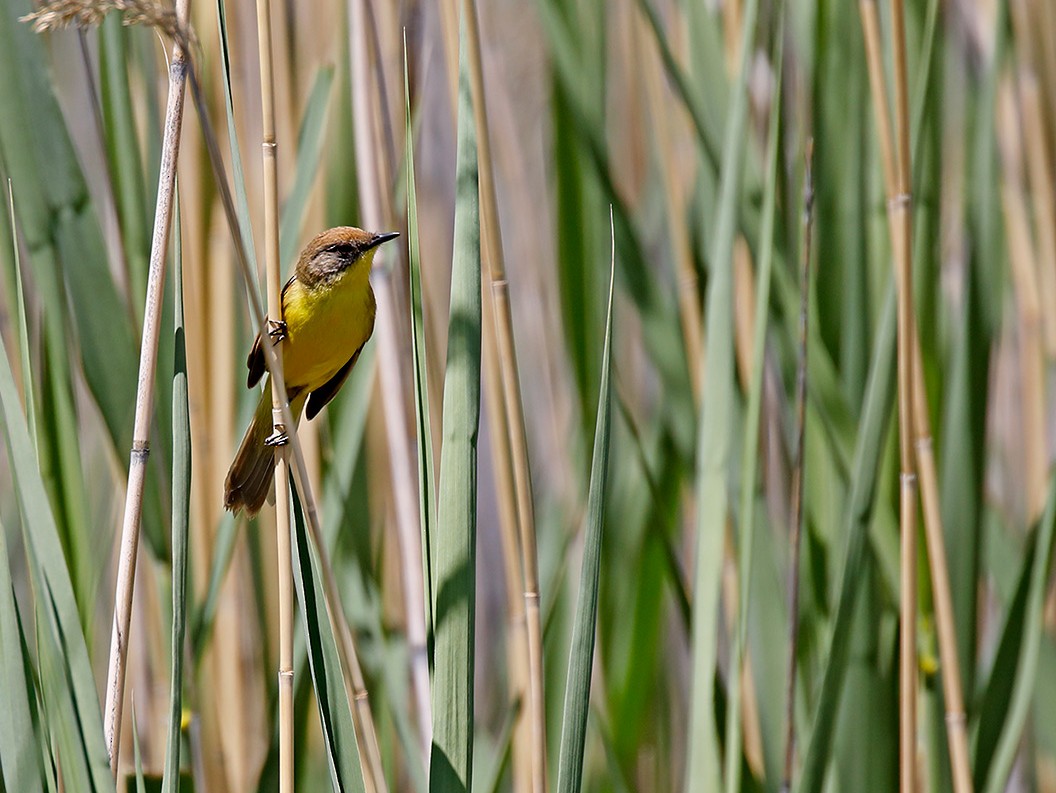 Ticking Doradito - eBird