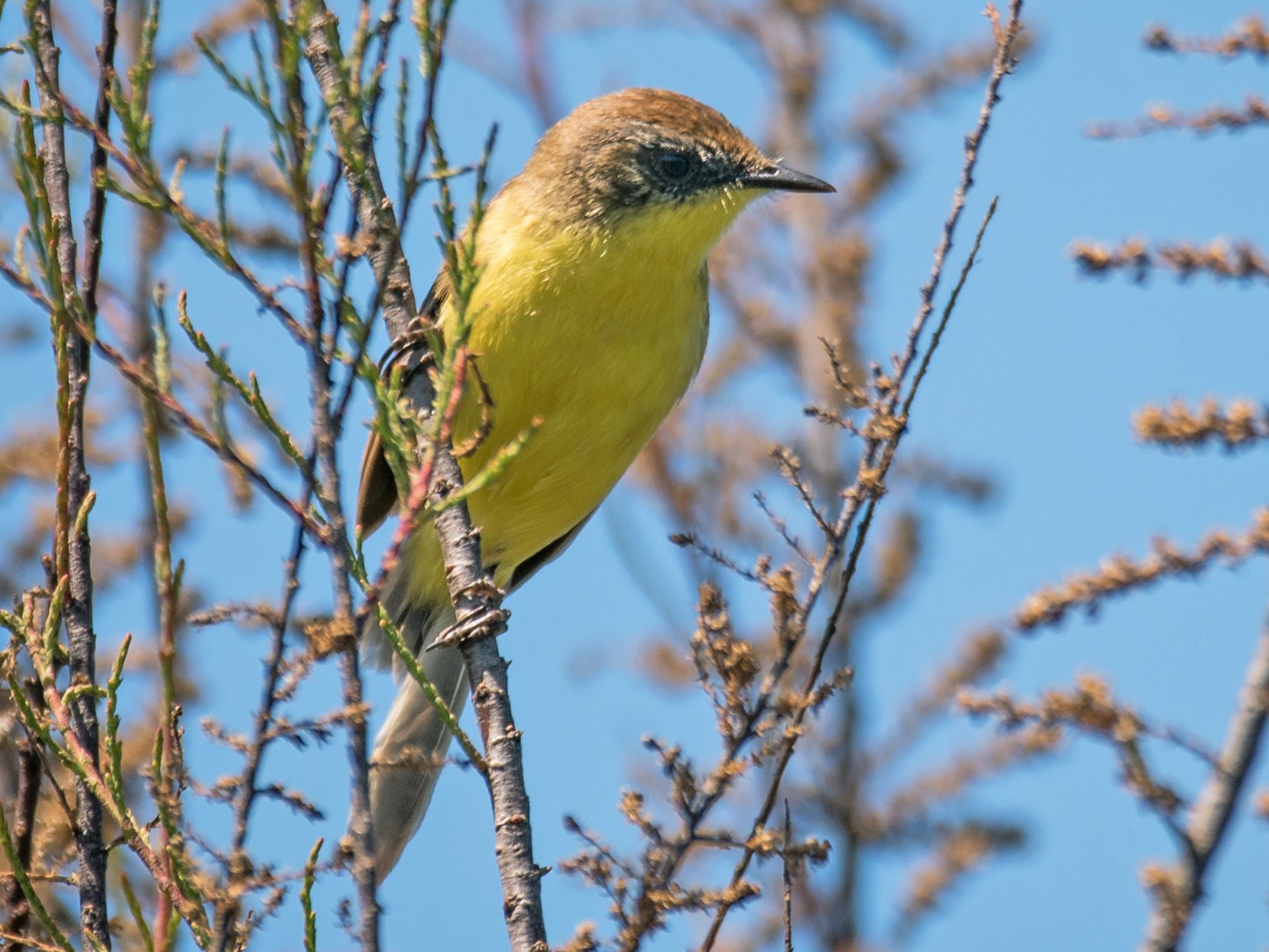 Ticking Doradito - eBird