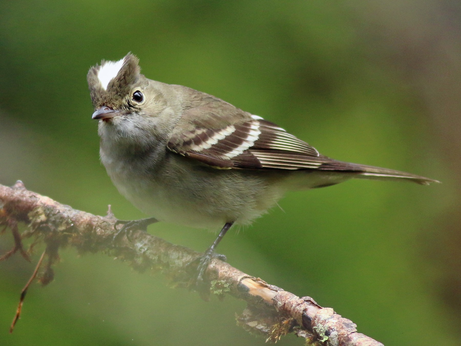 Fiofío Silbón - eBird Argentina