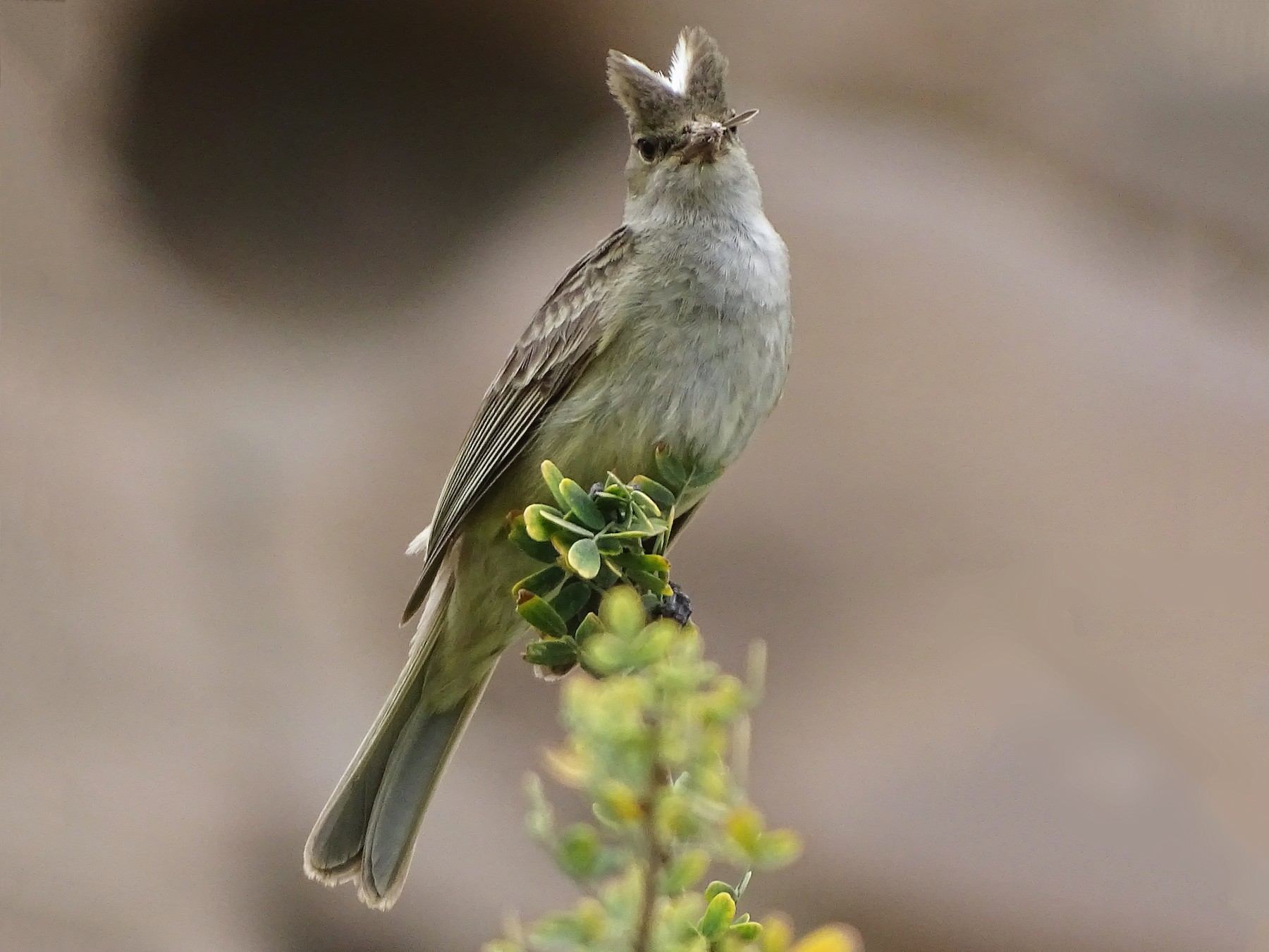 White-crested Elaenia - eBird