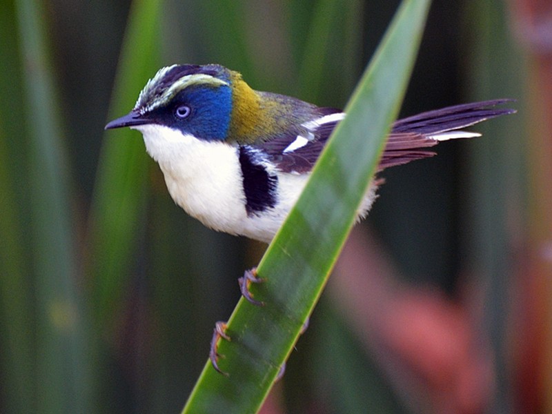 Many-colored Rush Tyrant - eBird
