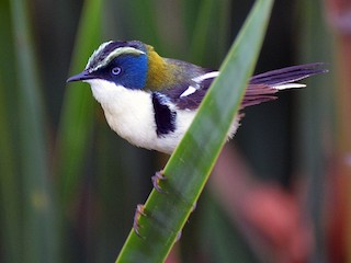 Siete colores - eBird
