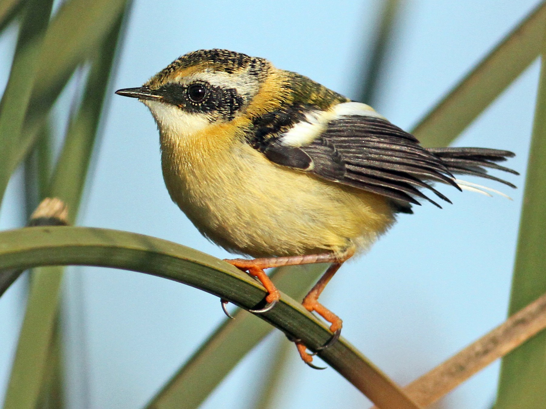 Many-colored Rush Tyrant - eBird