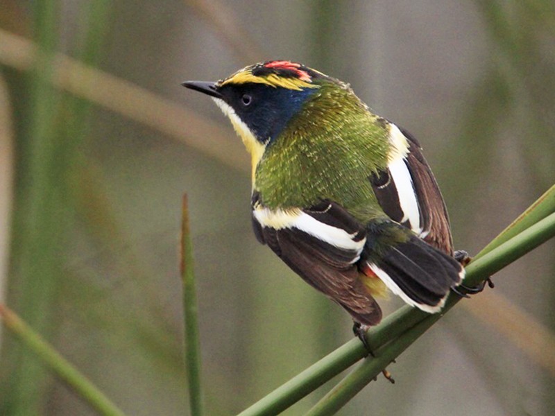 Many-colored Rush Tyrant - eBird