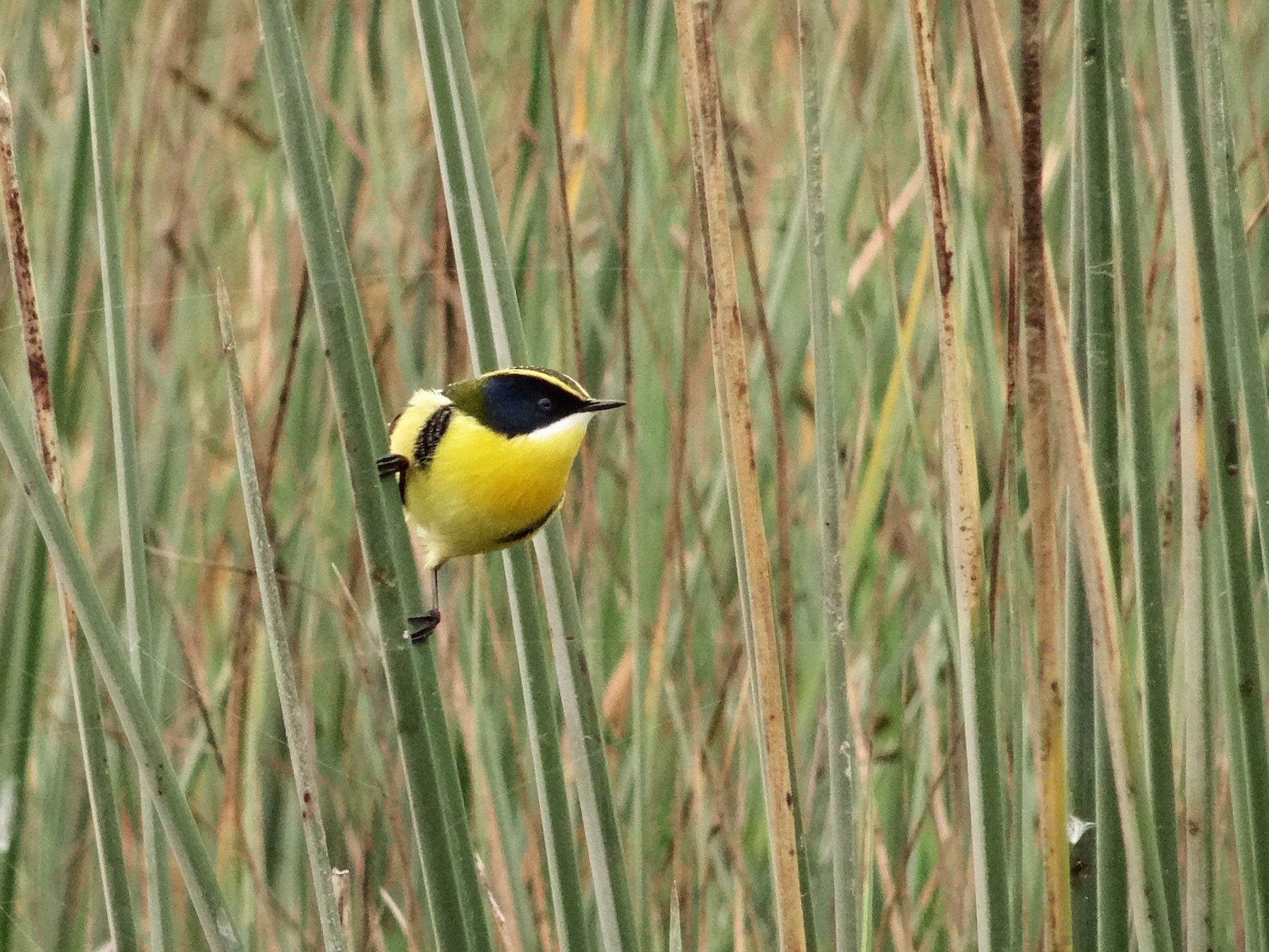 Many-colored Rush Tyrant - eBird