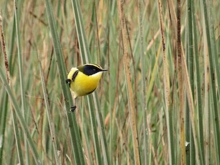 Siete colores - eBird