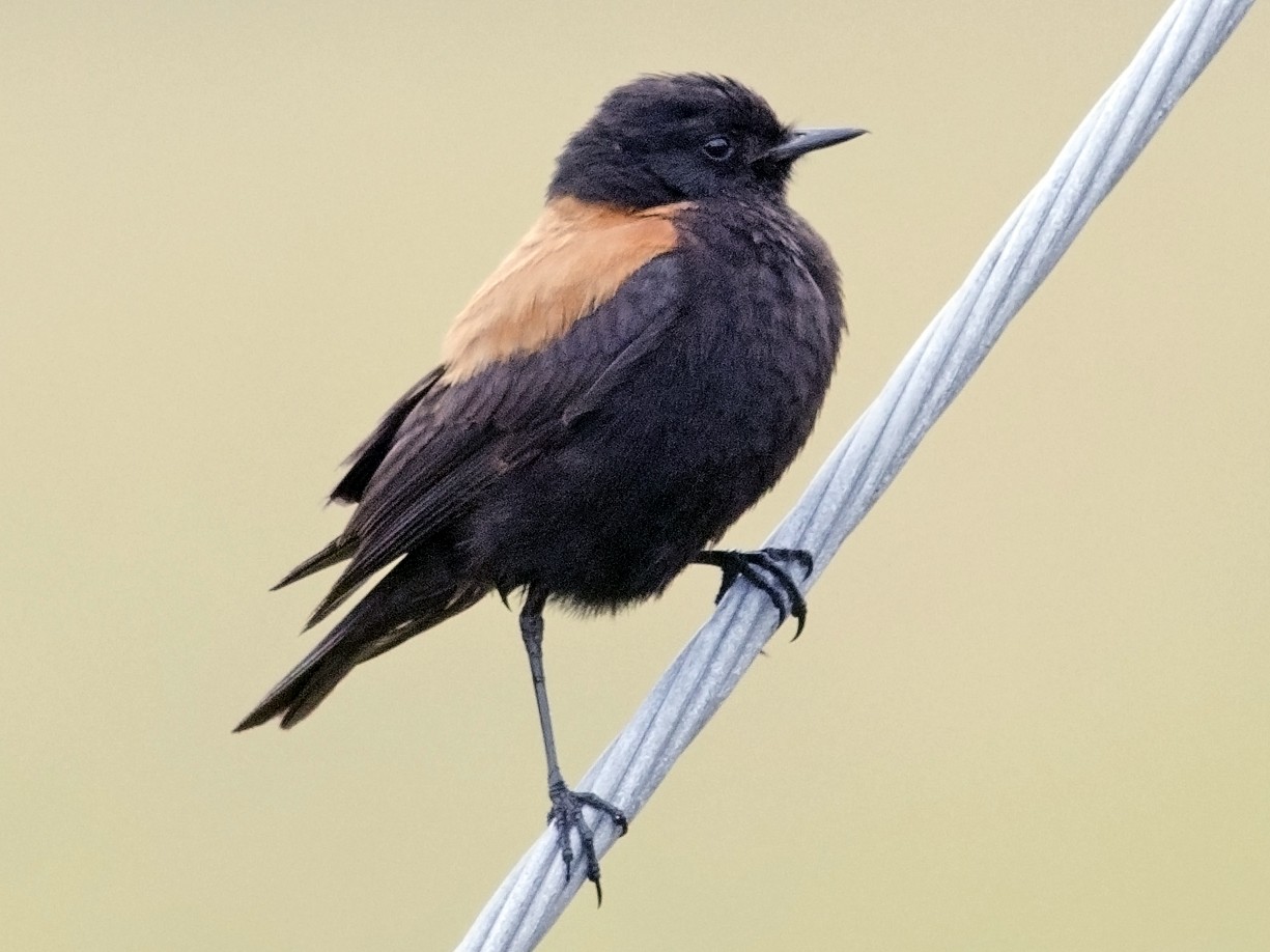 Austral Negrito - eBird