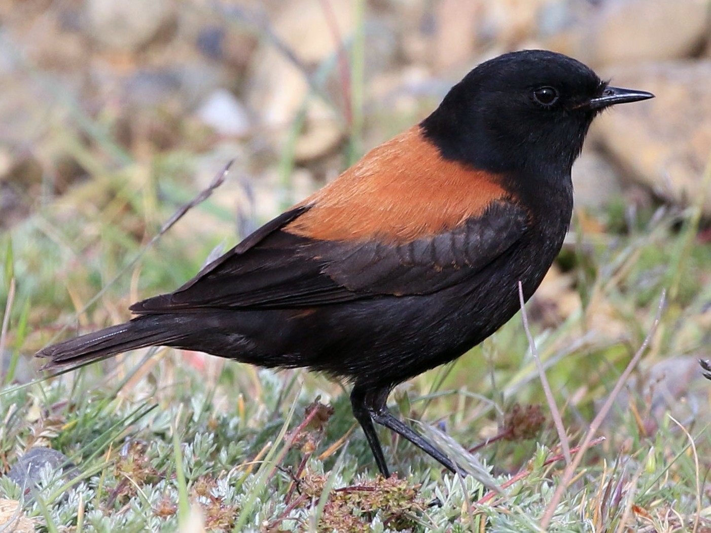 Austral Negrito - eBird