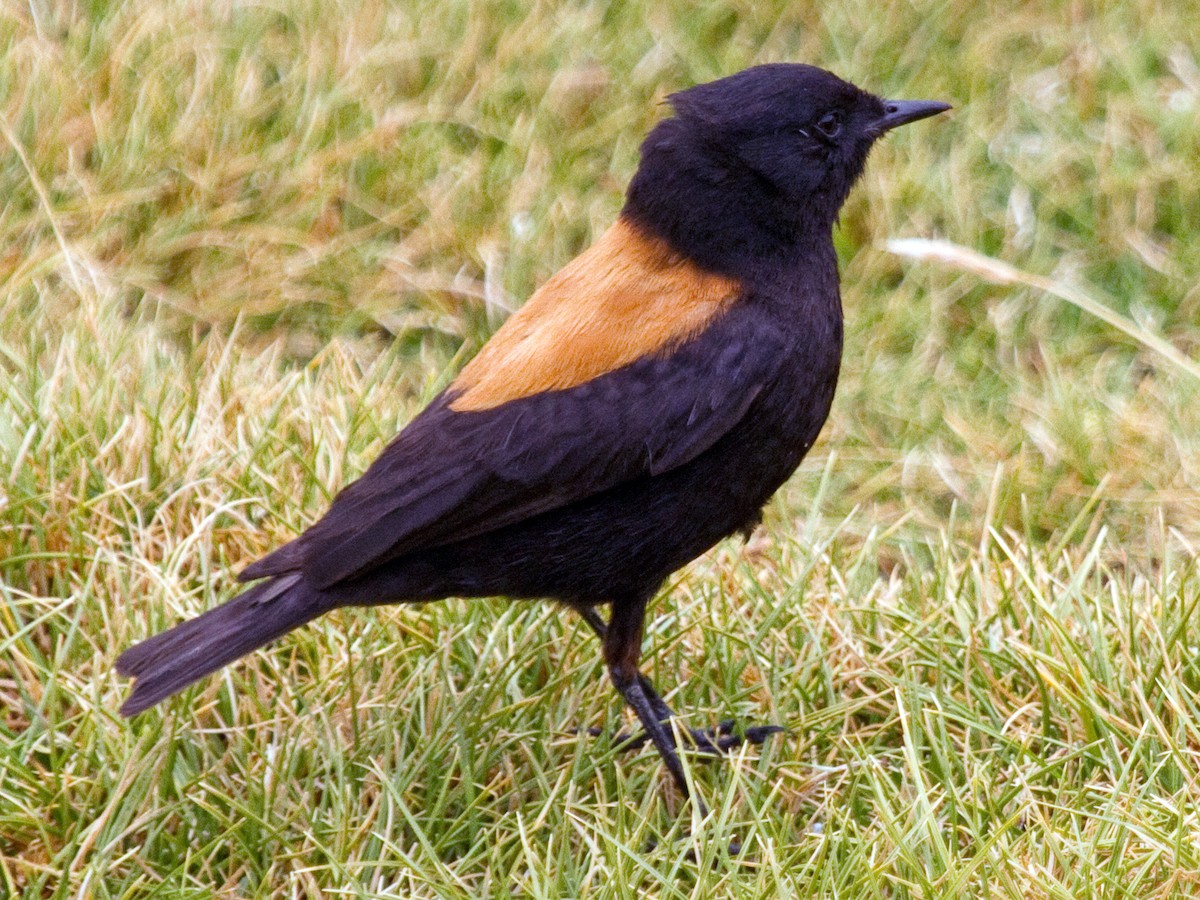 Andean Negrito - Lessonia oreas - Birds of the World
