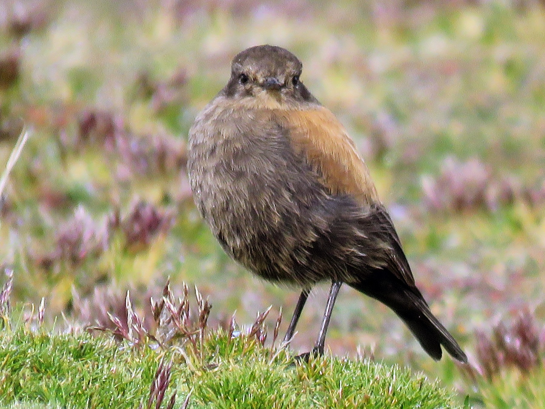 Andean Negrito - eBird