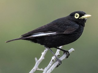Spectacled Tyrant - eBird