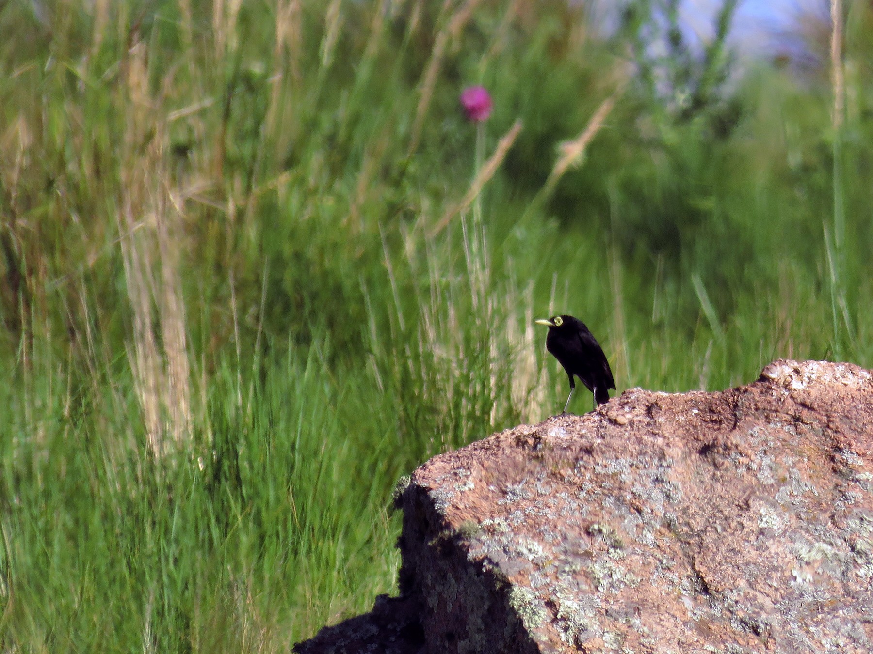 Spectacled Tyrant - eBird