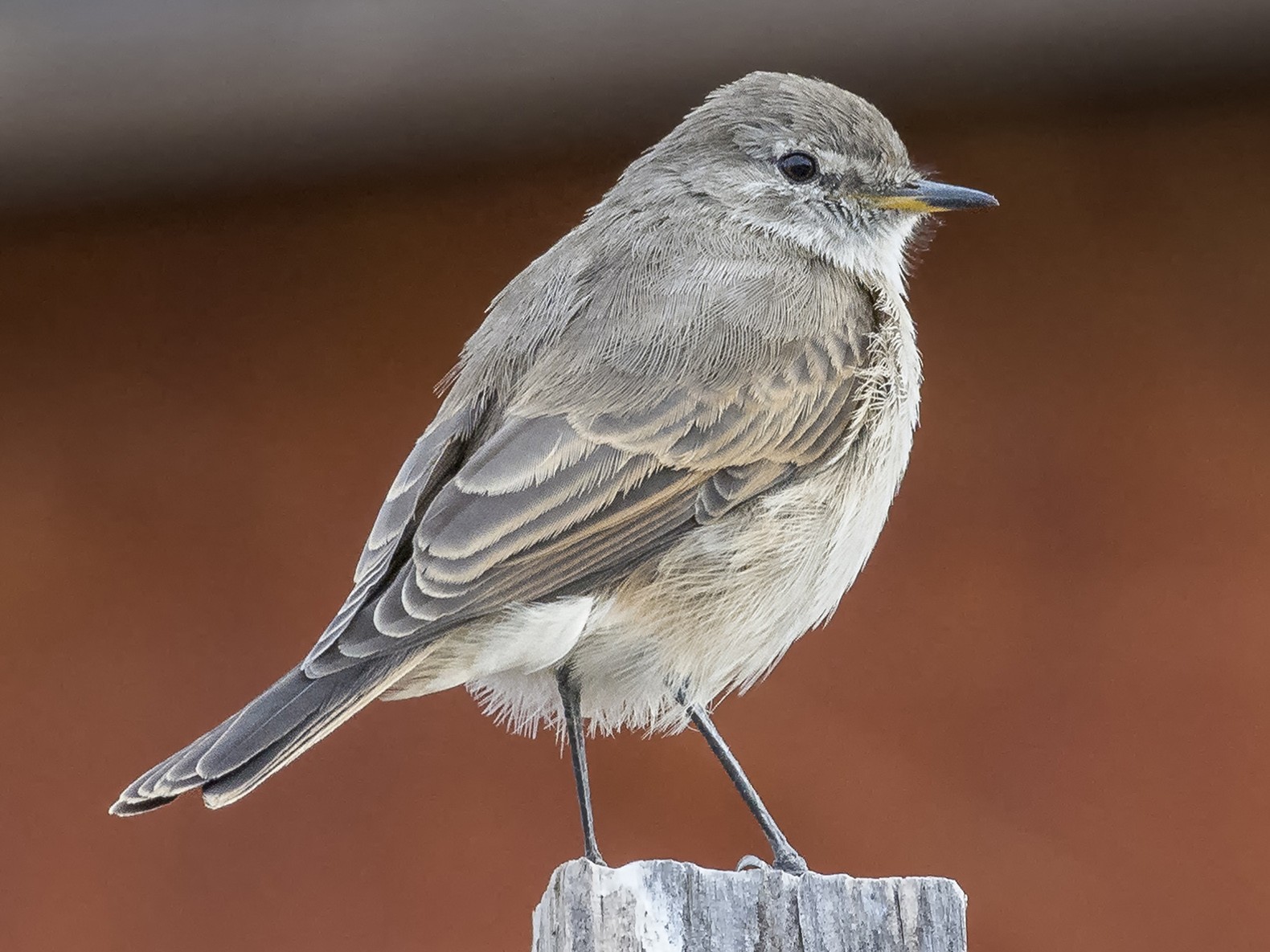 Spot-billed Ground Tyrant - eBird
