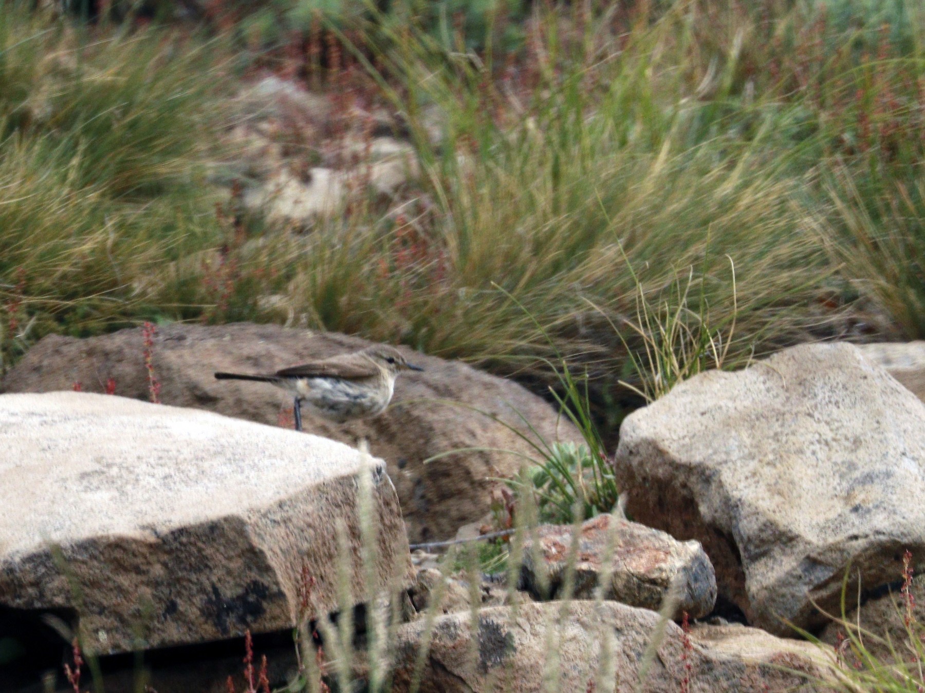 Spot-billed Ground-Tyrant - eBird