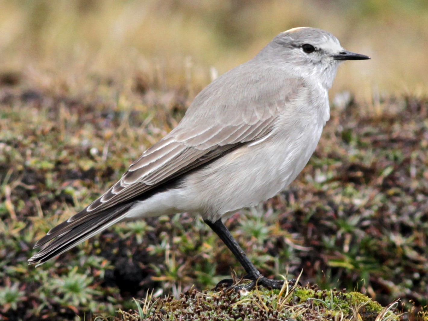 Ochre-naped Ground-Tyrant - eBird