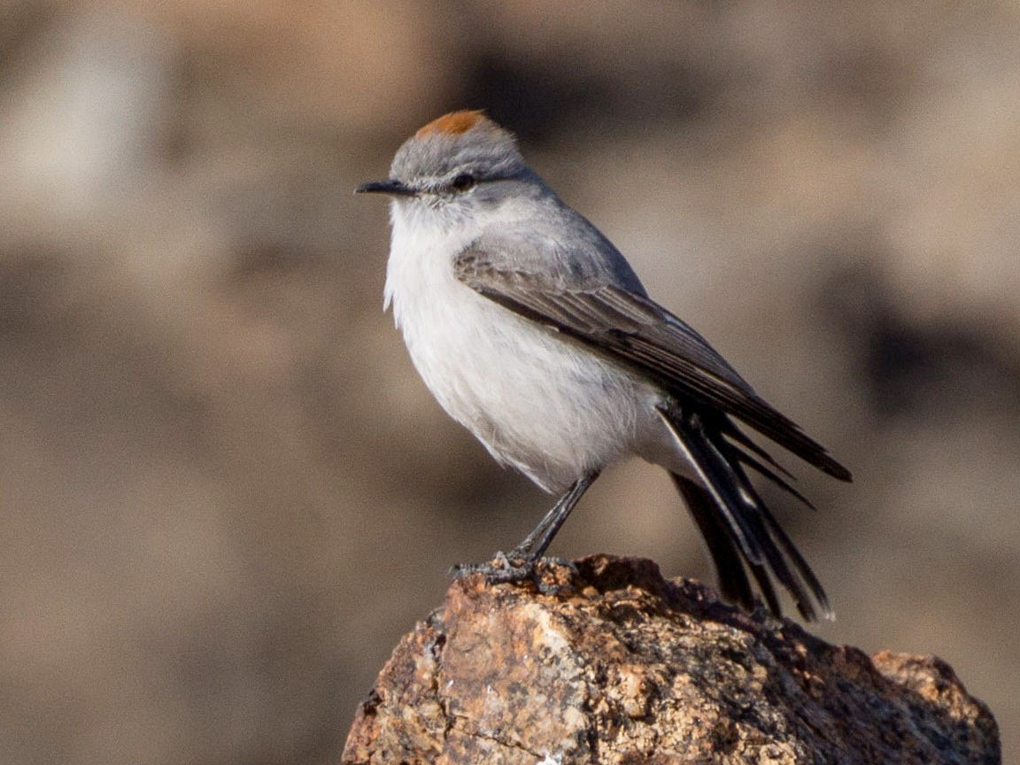 Rufous-naped Ground-Tyrant - eBird