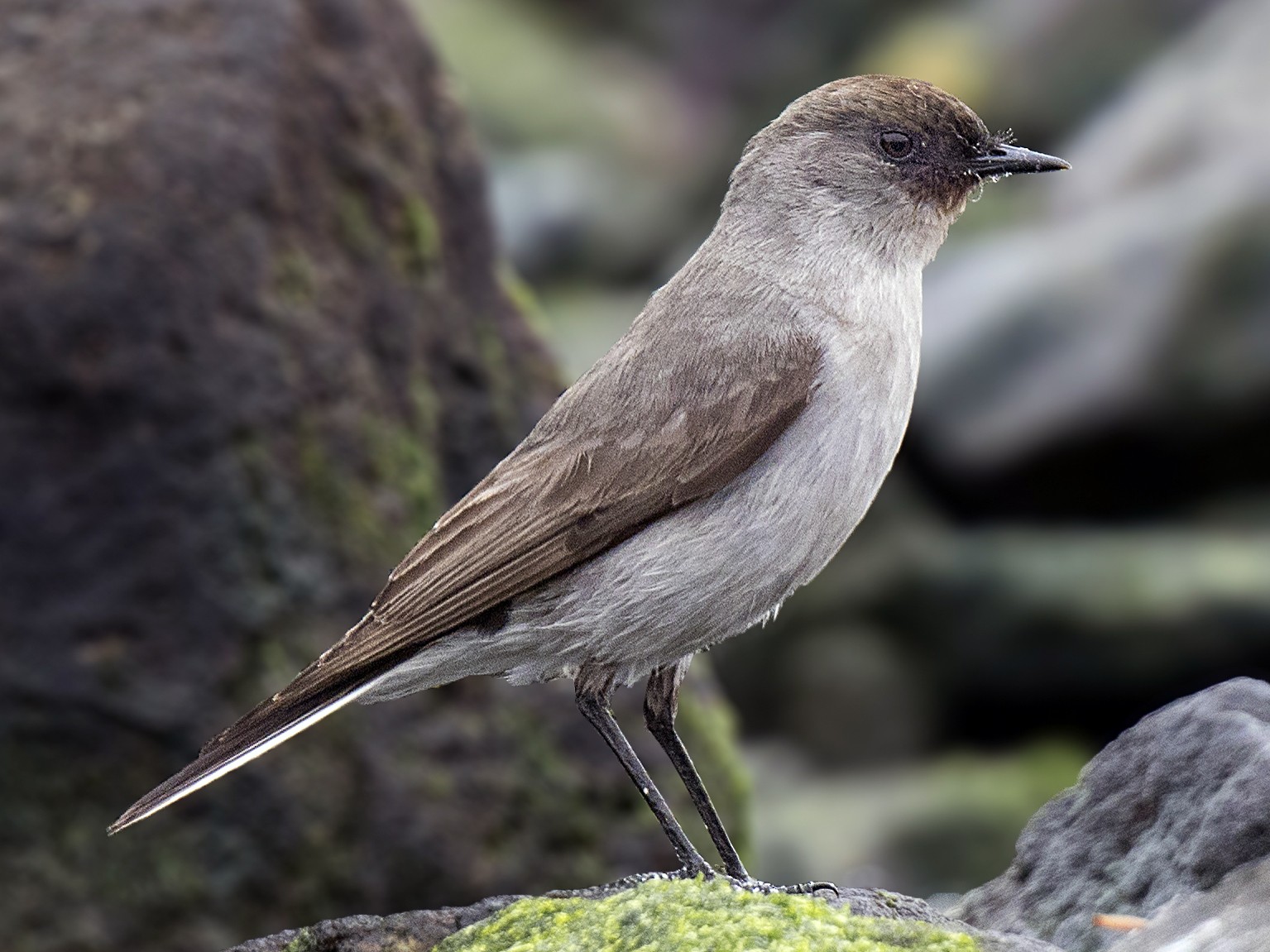 Dark-faced Ground-Tyrant - eBird