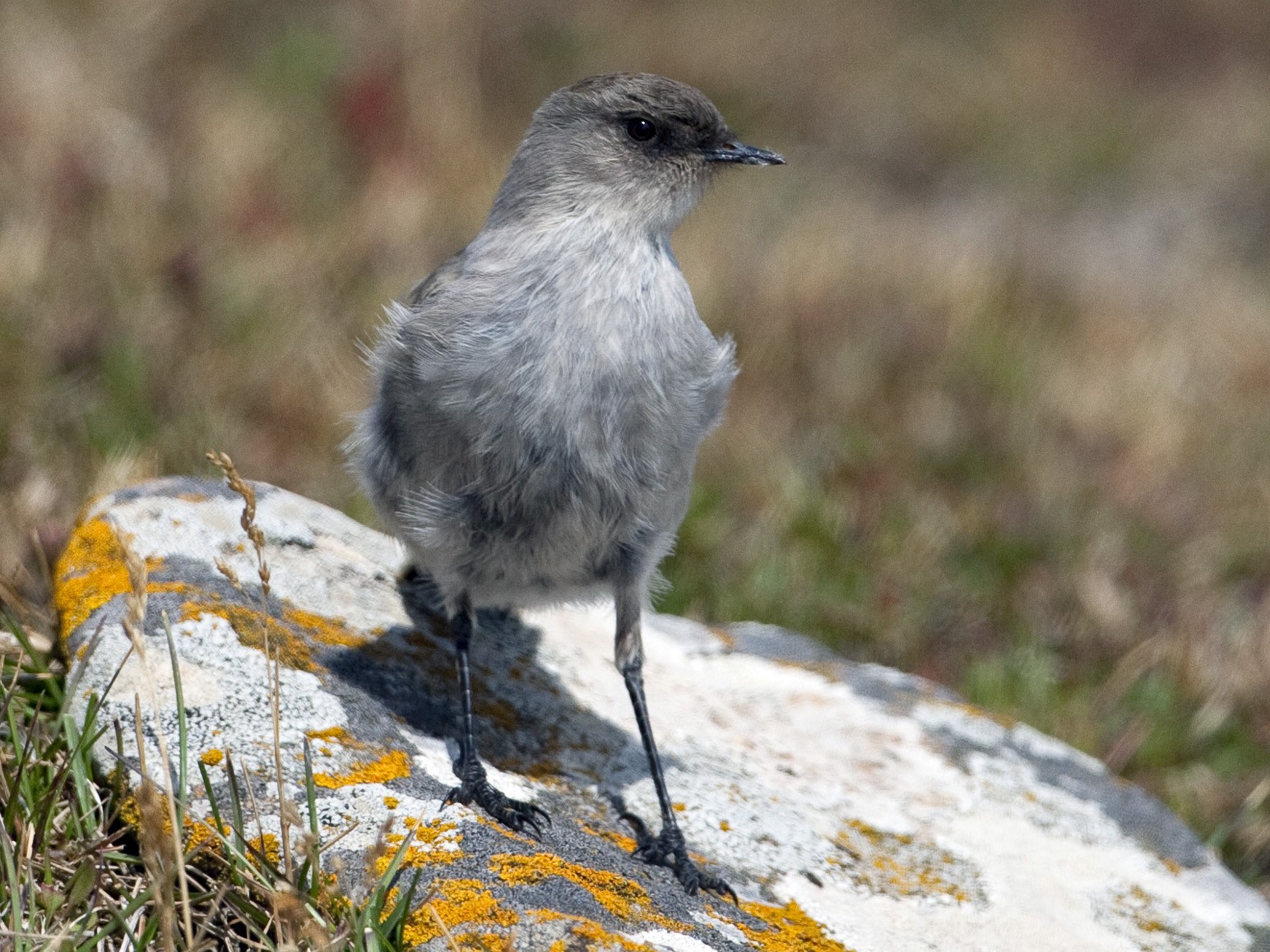 Dark-faced Ground-Tyrant - eBird