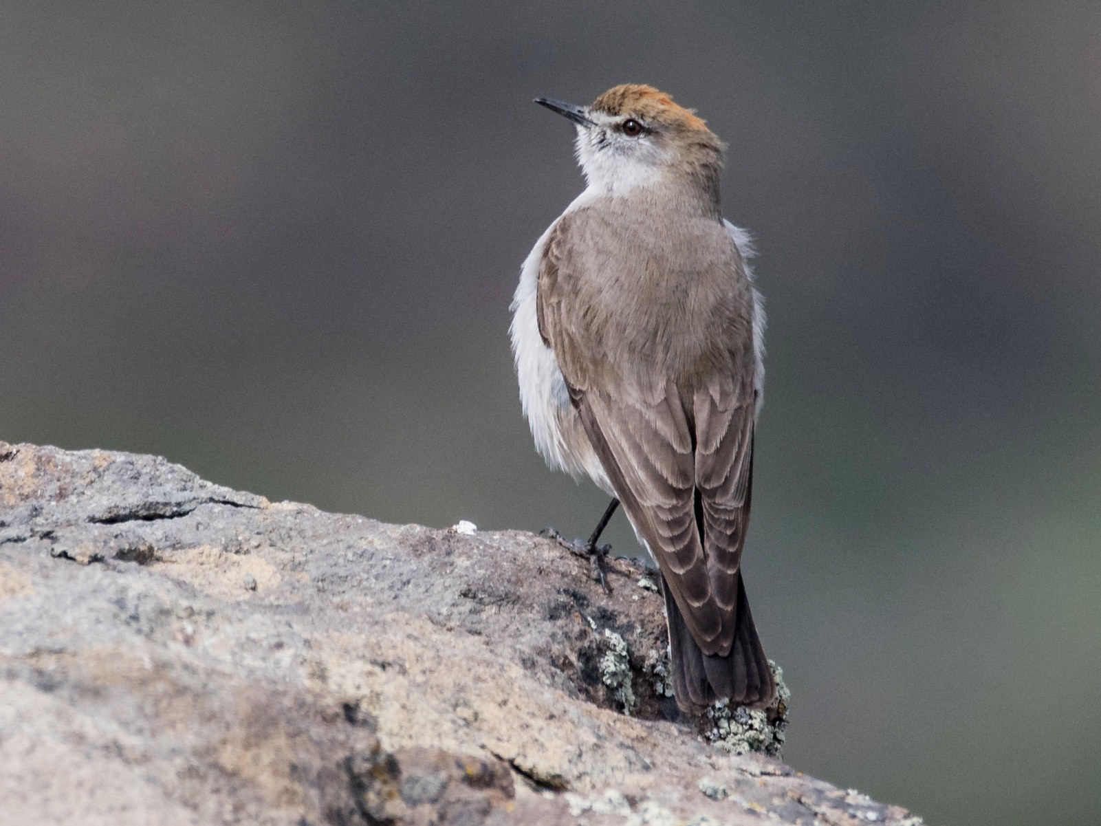 White-browed Ground-Tyrant - eBird