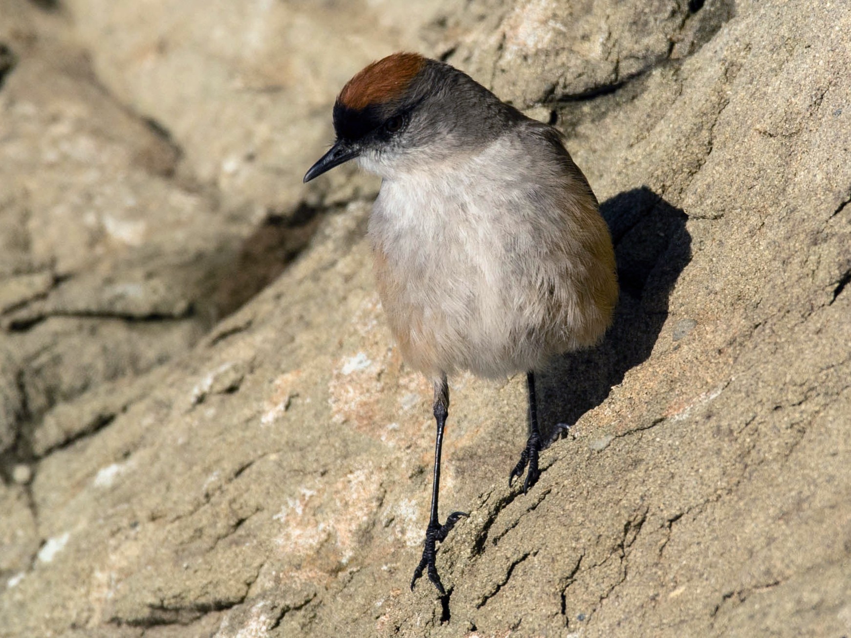 Cinnamon-bellied Ground Tyrant - eBird