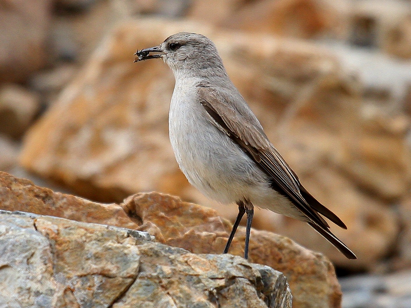 Black-fronted Ground-Tyrant - eBird
