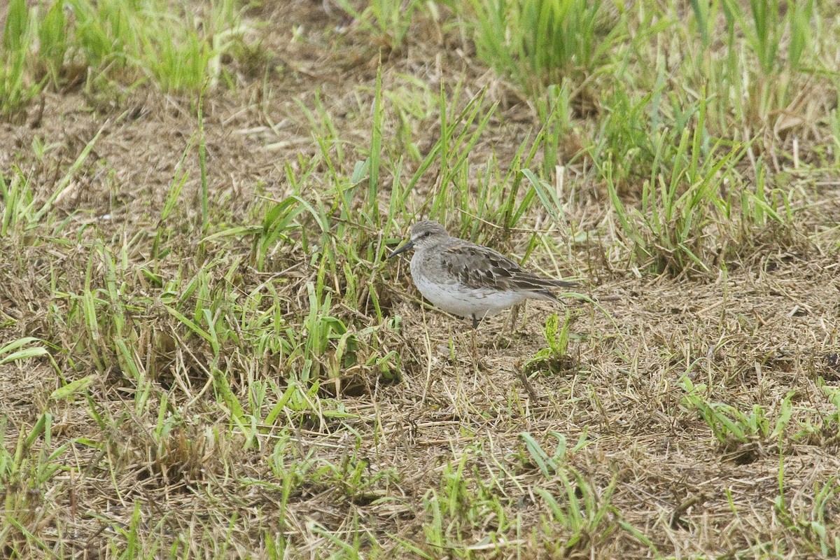 eBird Checklist - 11 Sep 2018 - WVU - JW Ruby Research Farm, Reedsville ...