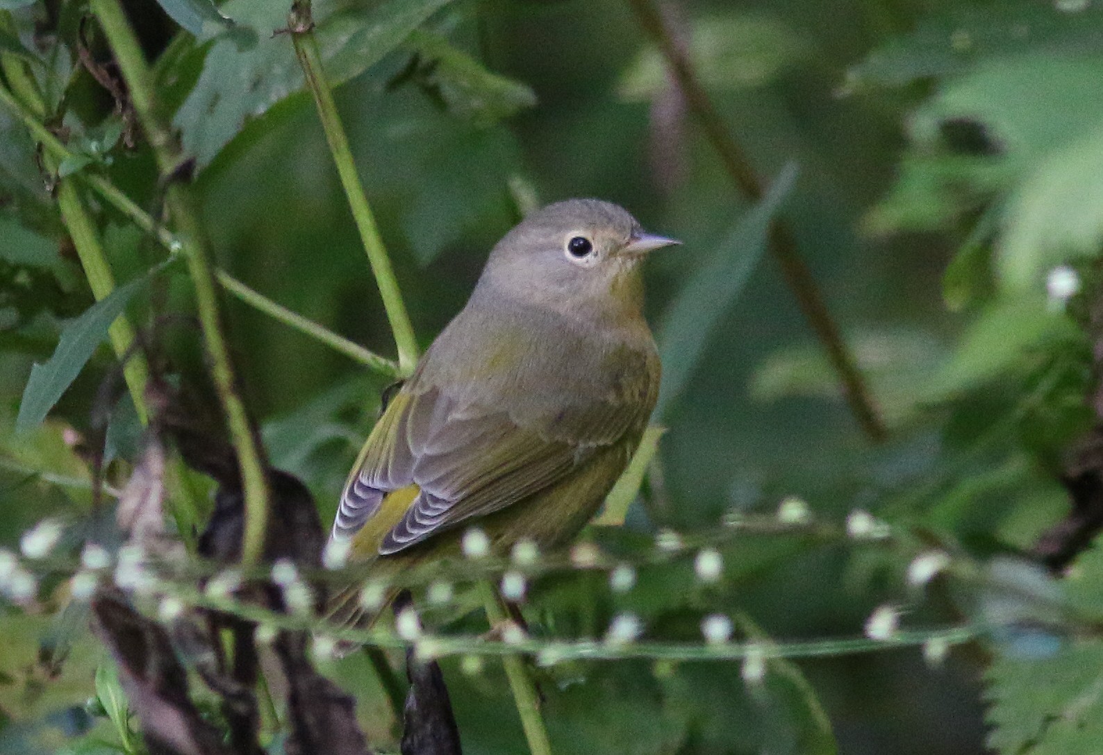 Leiothlypis sp. - eBird