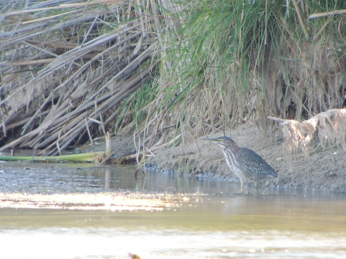 eBird Checklist - 13 Sep 2018 - Bryan Stock Trail Ponds - 60 species