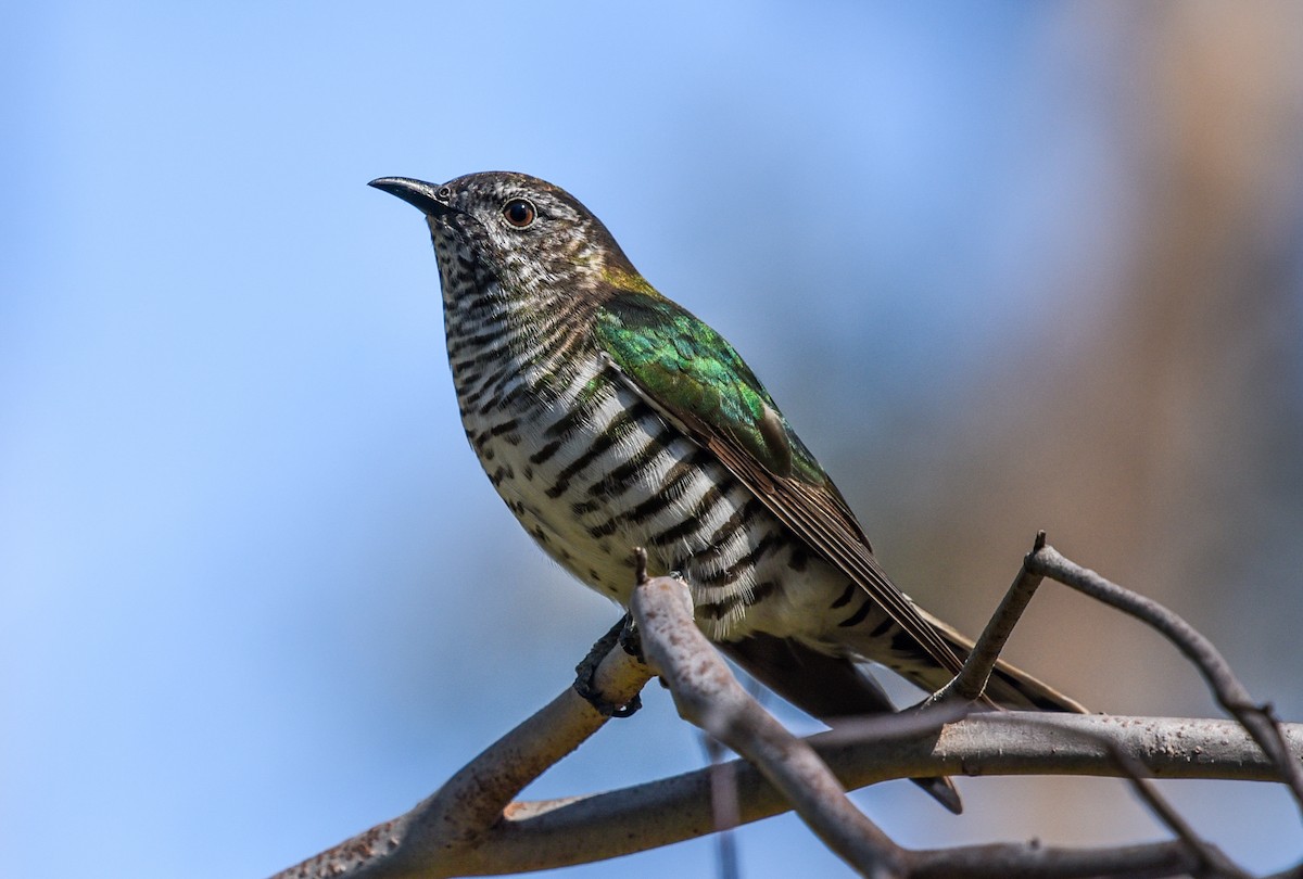 Shining Bronze-Cuckoo - Chrysococcyx lucidus - Media Search - Macaulay ...