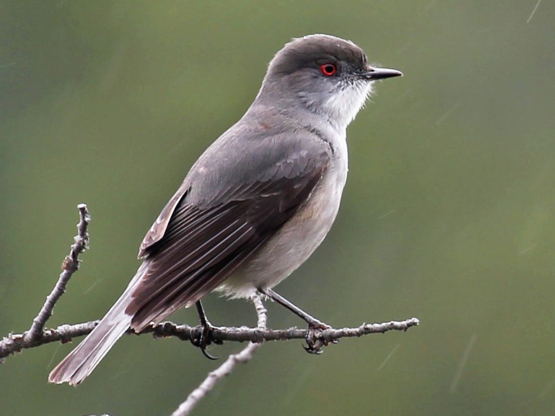 Fire-eyed Diucon - eBird