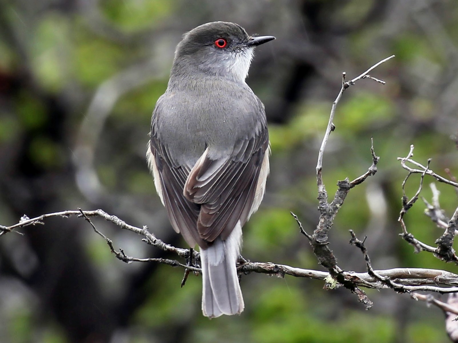 Fire-eyed Diucon - eBird