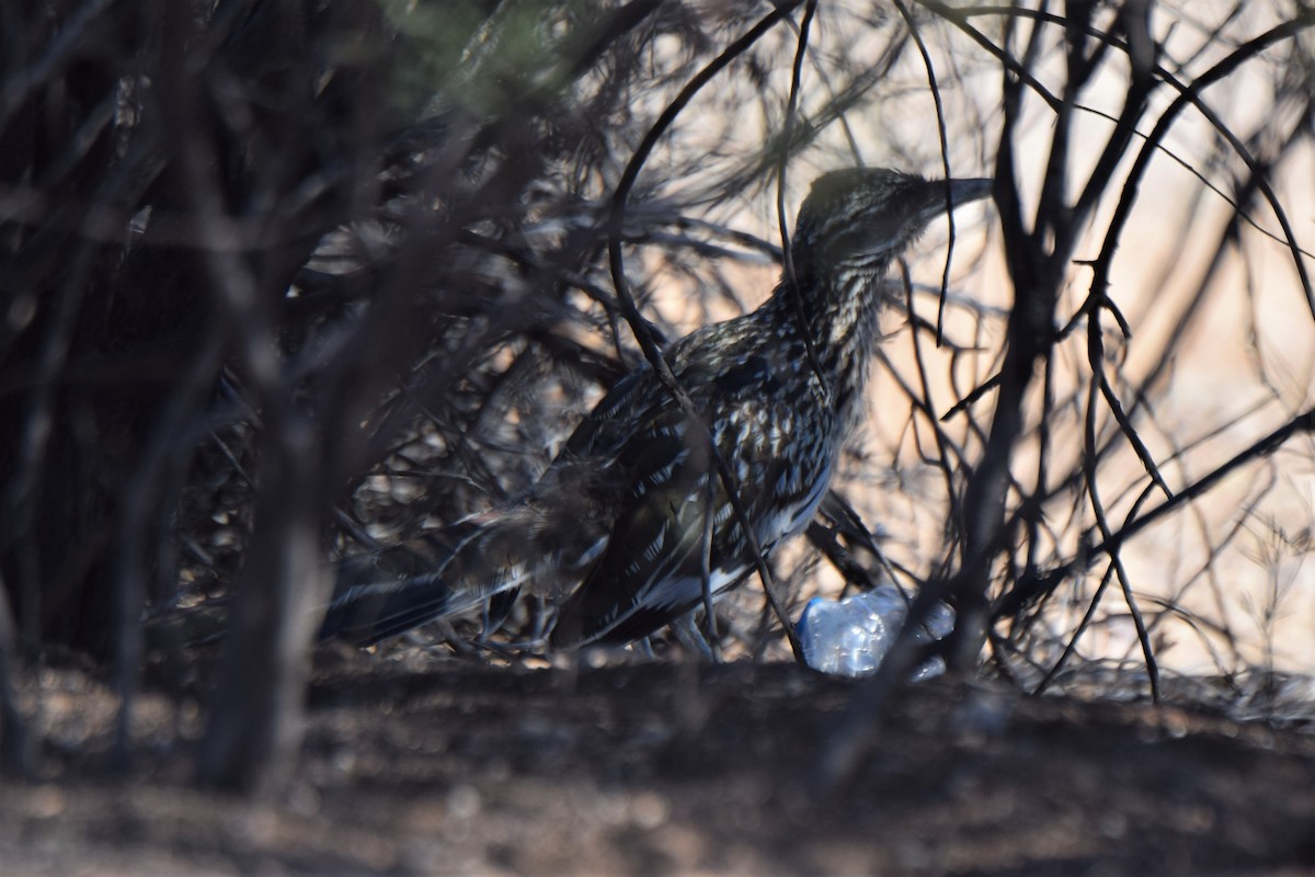eBird Checklist - 6 Sep 2018 - Madera Canyon--Proctor Rd. - 29 species ...
