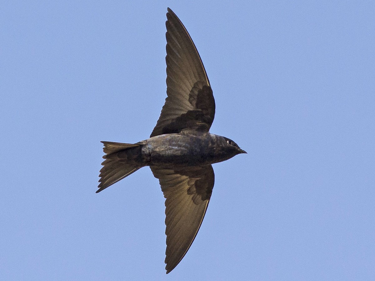 Peruvian Martin - Progne murphyi - Birds of the World