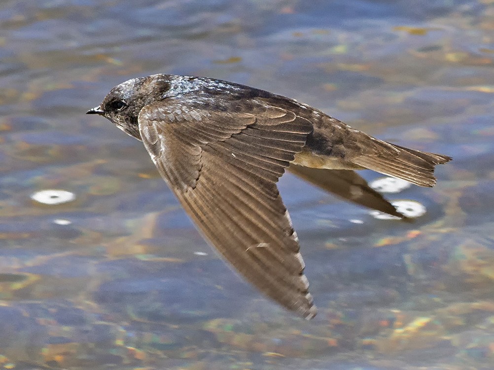 Andean Swallow - eBird