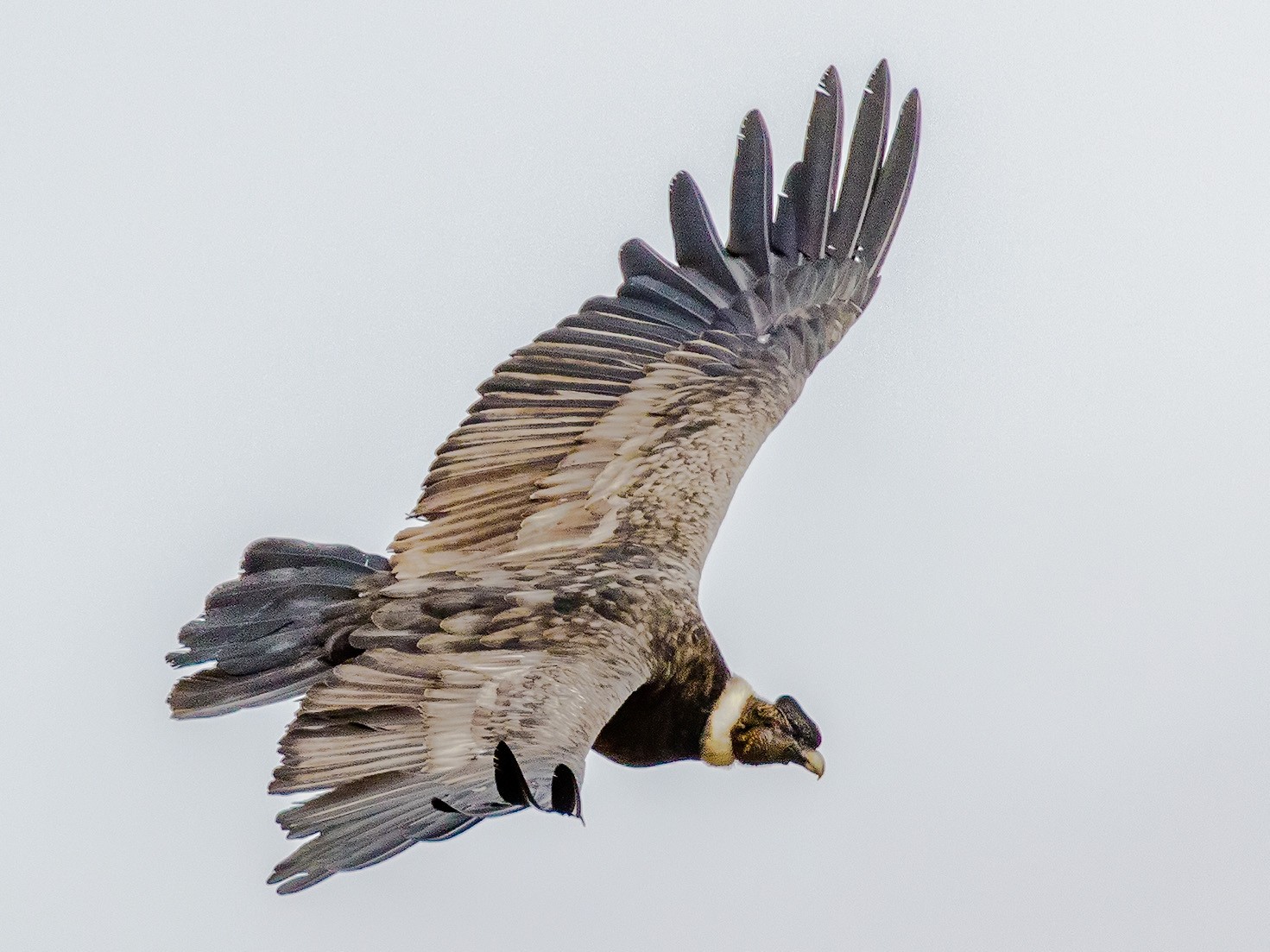 Andean Condor - eBird