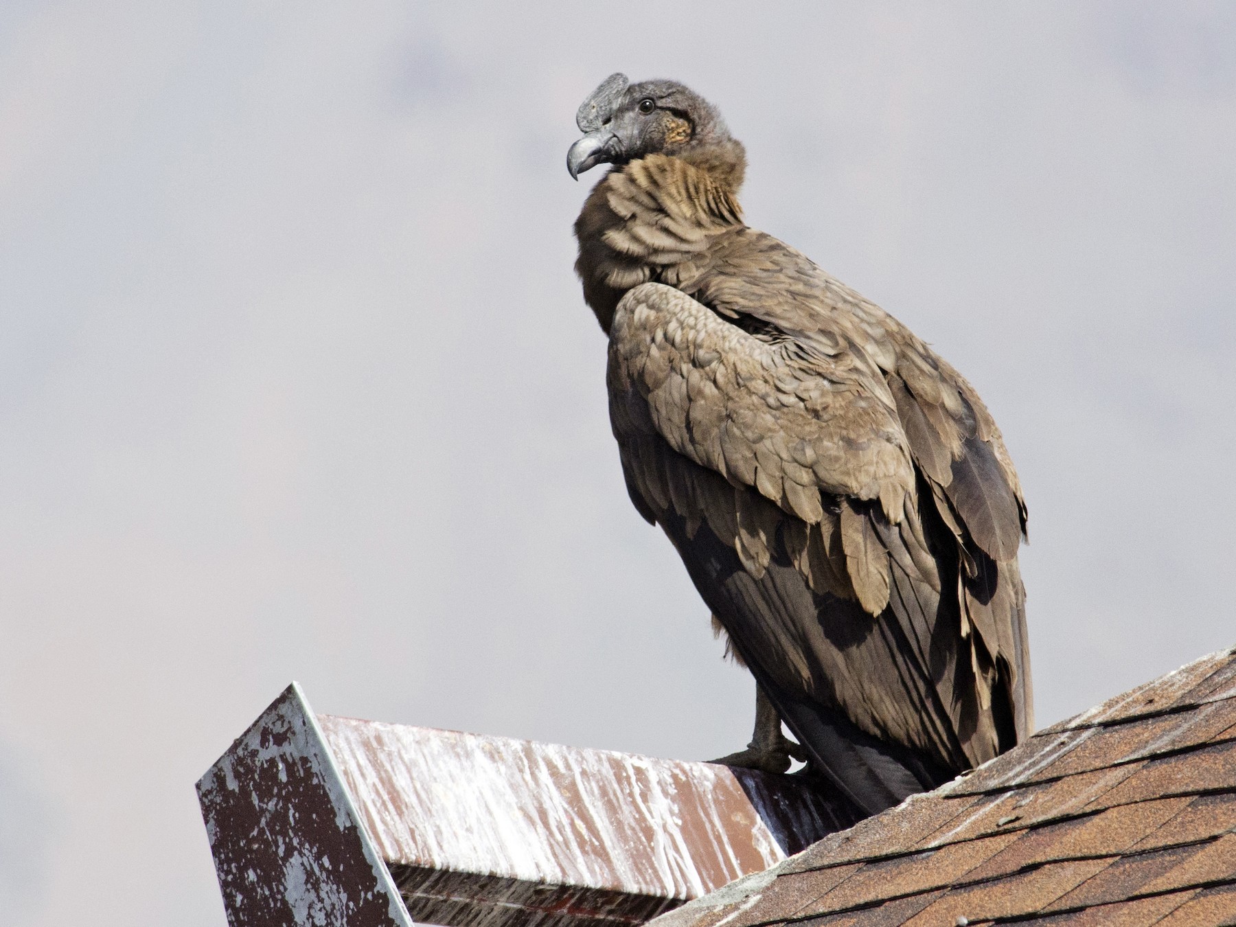 Andean Condor - eBird