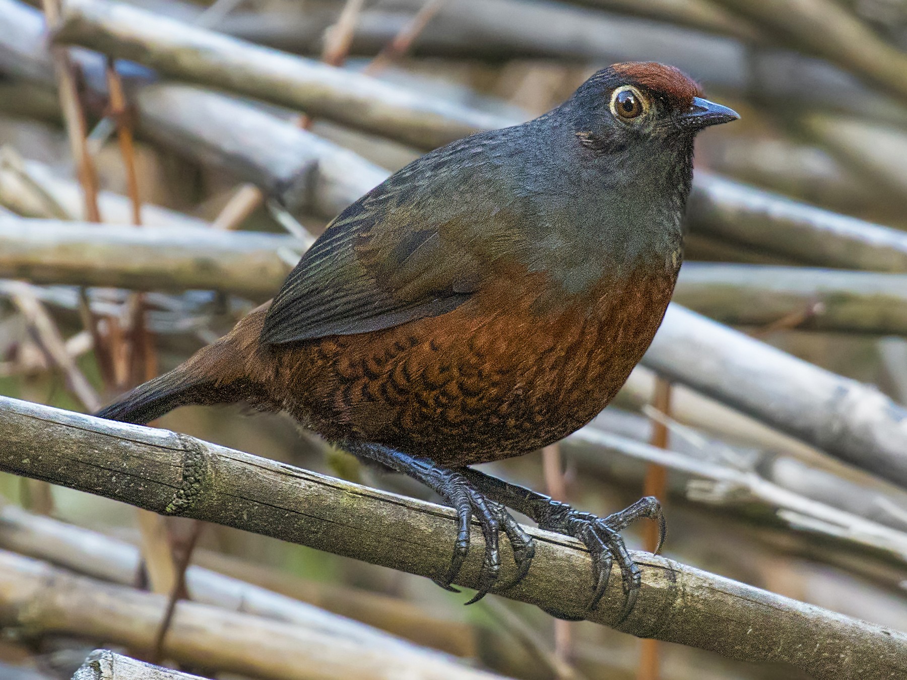 Black-throated Huet-huet - eBird