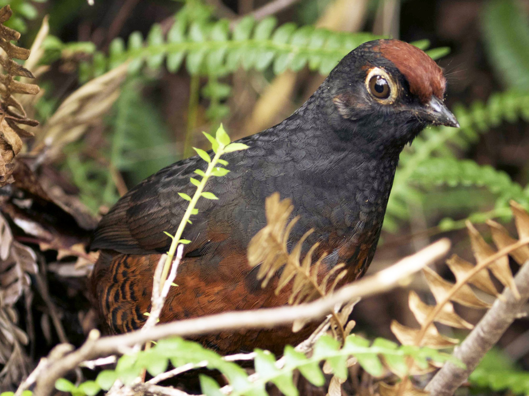 Black-throated Huet-huet - eBird