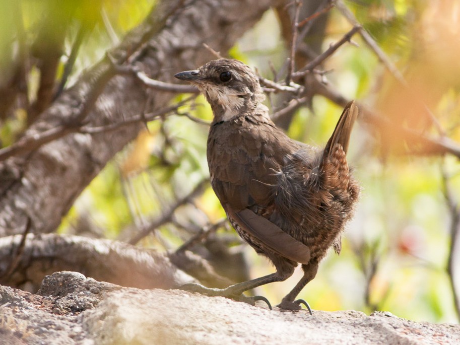 Moustached Turca - eBird