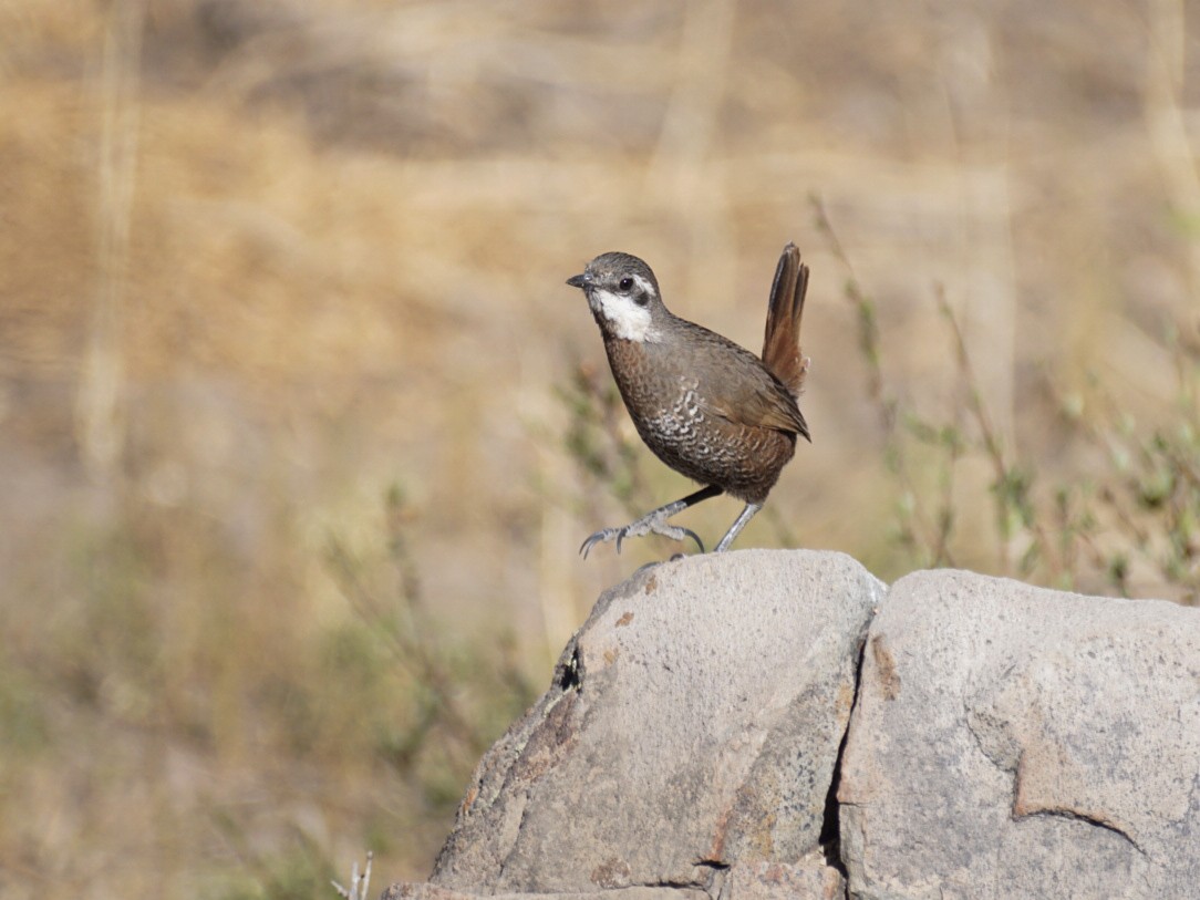 Moustached Turca - eBird
