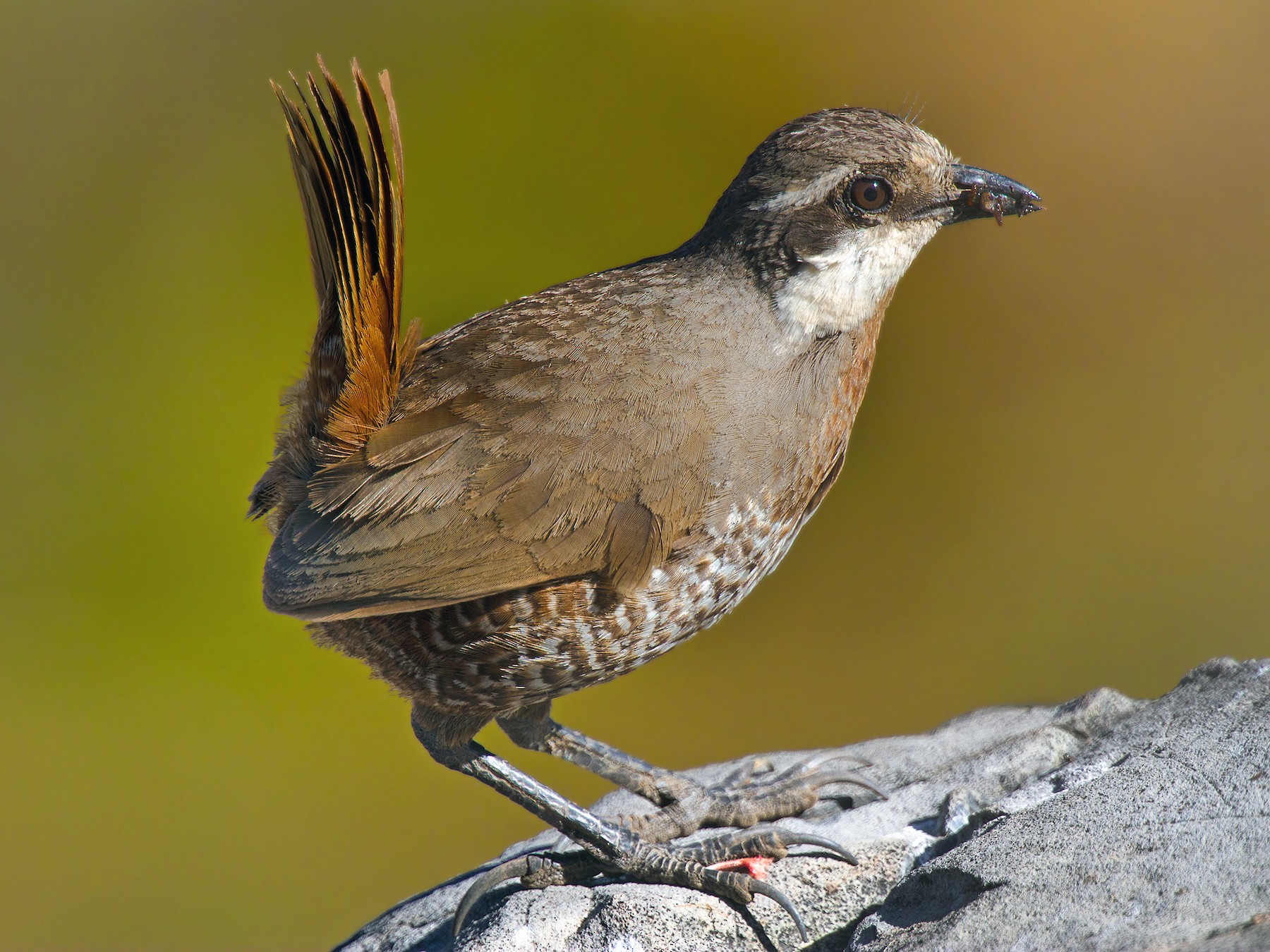 Moustached Turca - eBird
