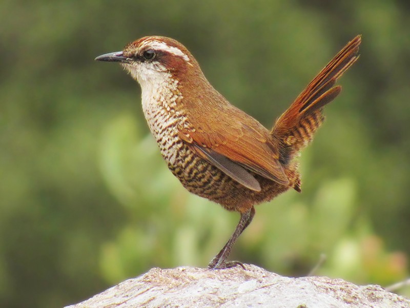 White-throated Tapaculo - eBird
