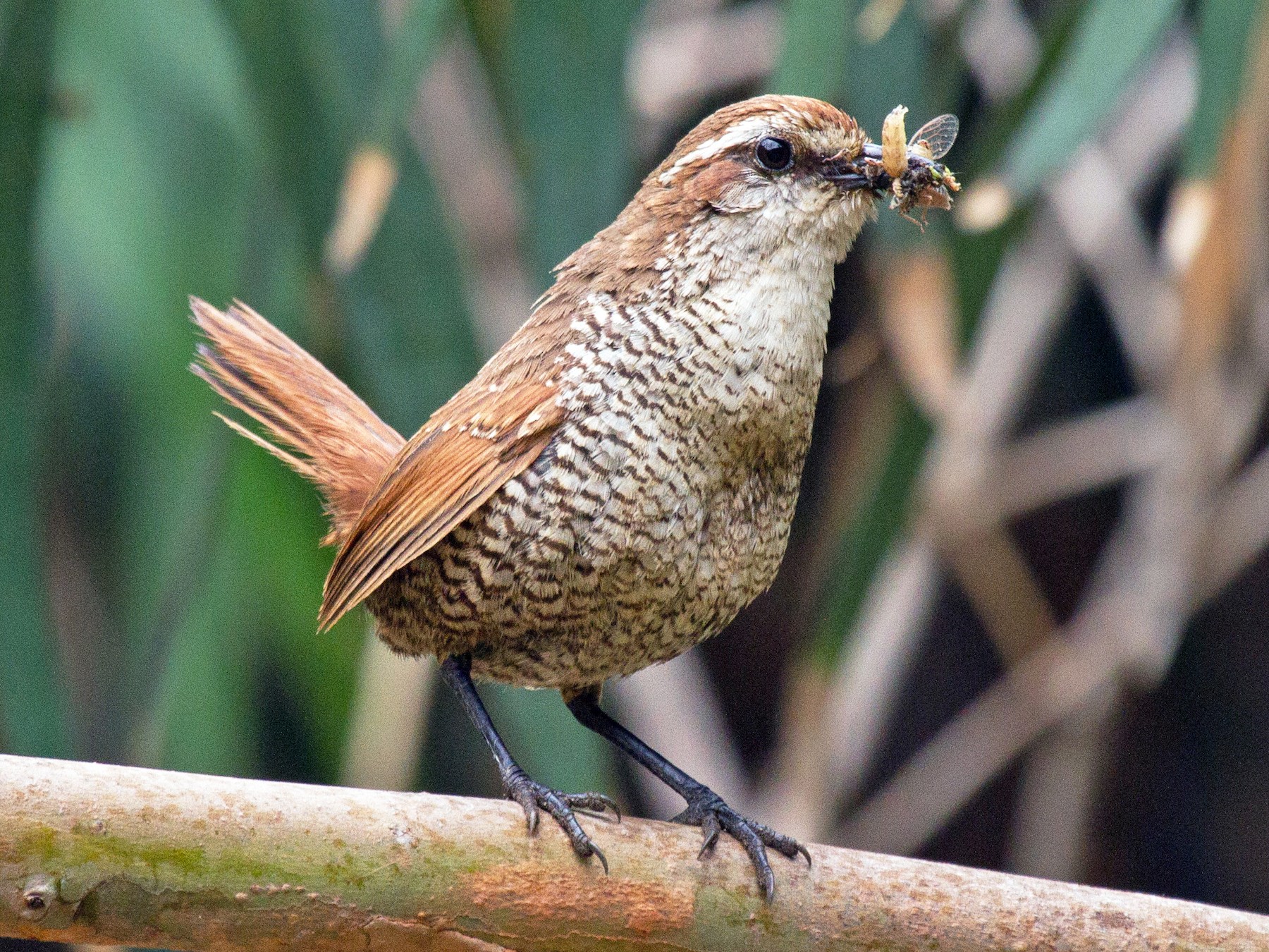 White-throated Tapaculo - eBird