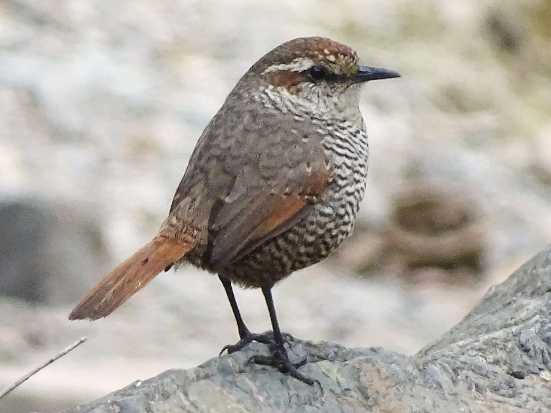 White-throated Tapaculo - eBird