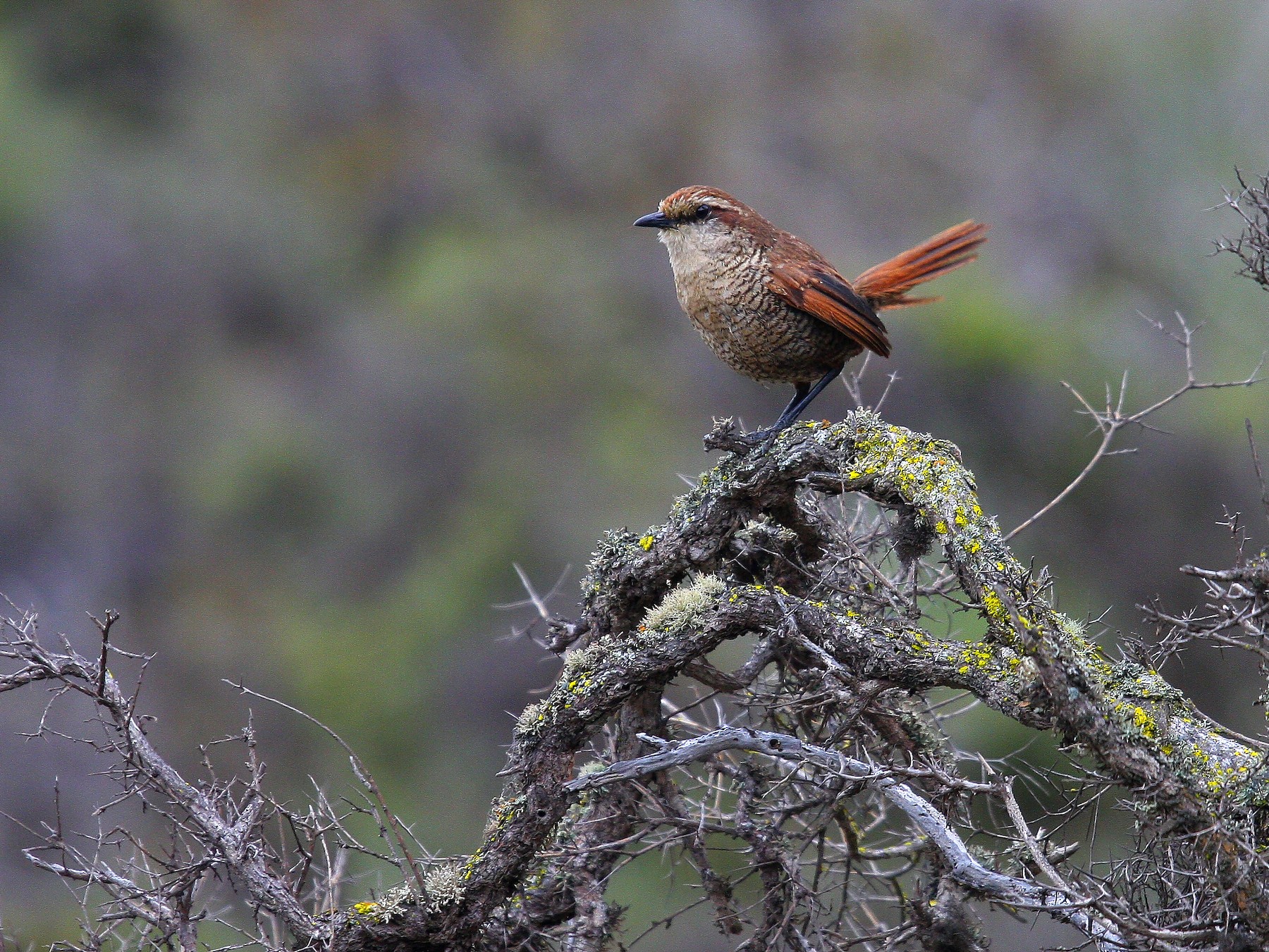 Tapaculo Gorjiblanco - eBird