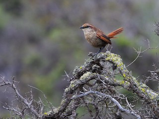 Tapaculo - eBird