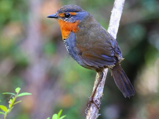 Chucao Tapaculo - eBird